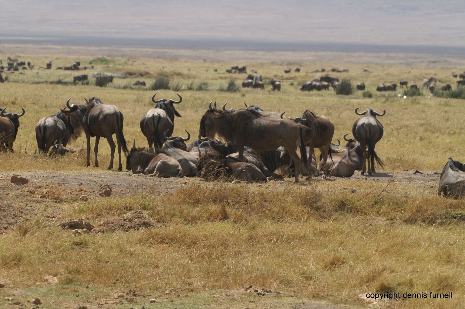 Serengeti Show Live – Dennis Furnell – The Nature Man